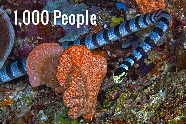 A Sea Snake Can Kill As Many As 1,000 People With Its Venom | Natureflip