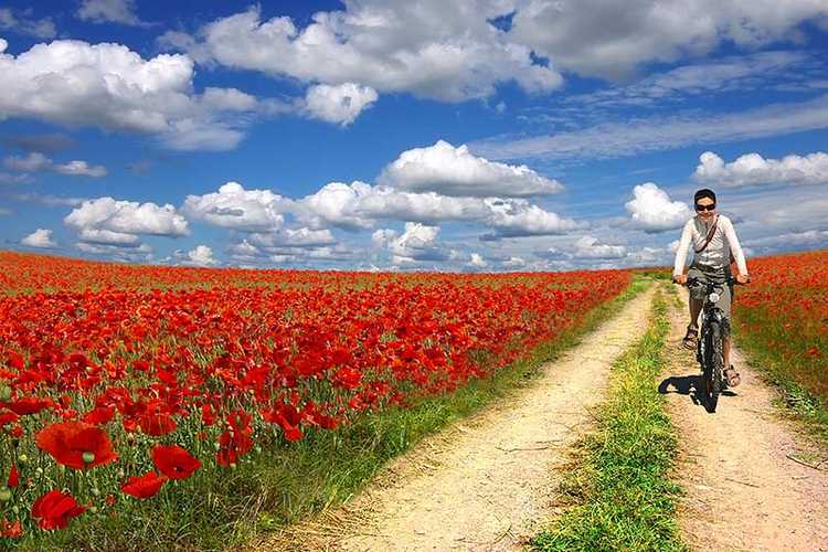 Walking In A Poppy Field - Do We Fall Asleep? | Natureflip