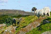 Higger Tor | Natureflip