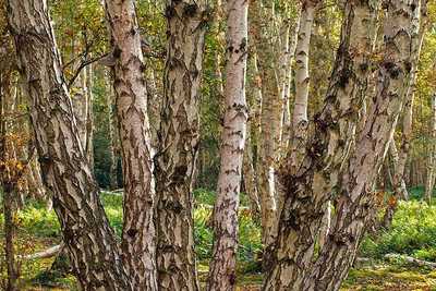 Holme Fen Nature Reserve | Natureflip