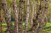 Holme Fen Nature Reserve | Natureflip