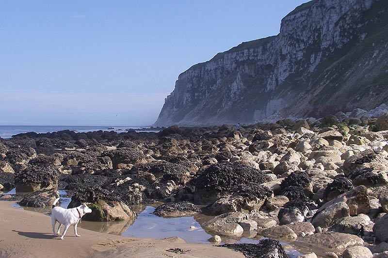 Reighton Beach | Natureflip