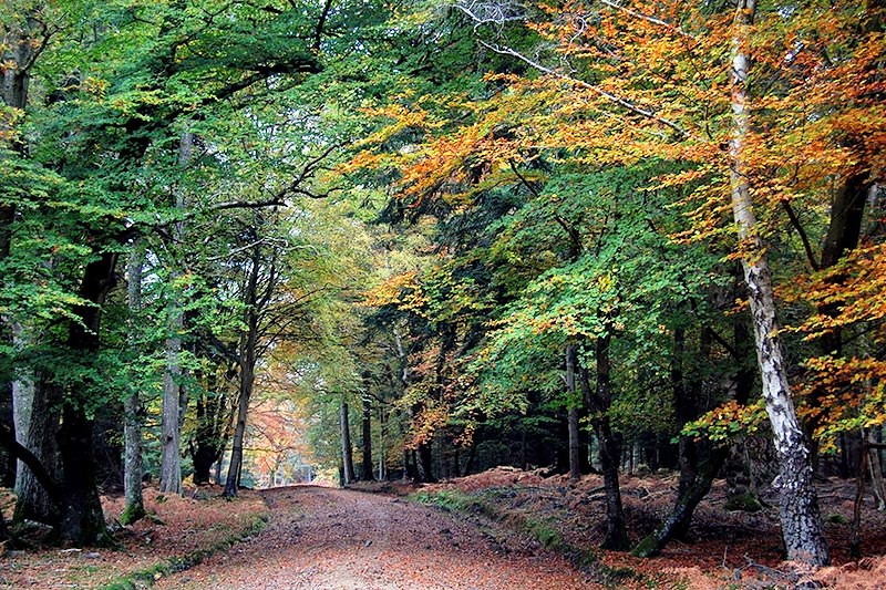 New Forest National Park | Natureflip
