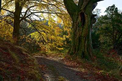 Castle Eden Dene National Nature Reserve | Natureflip