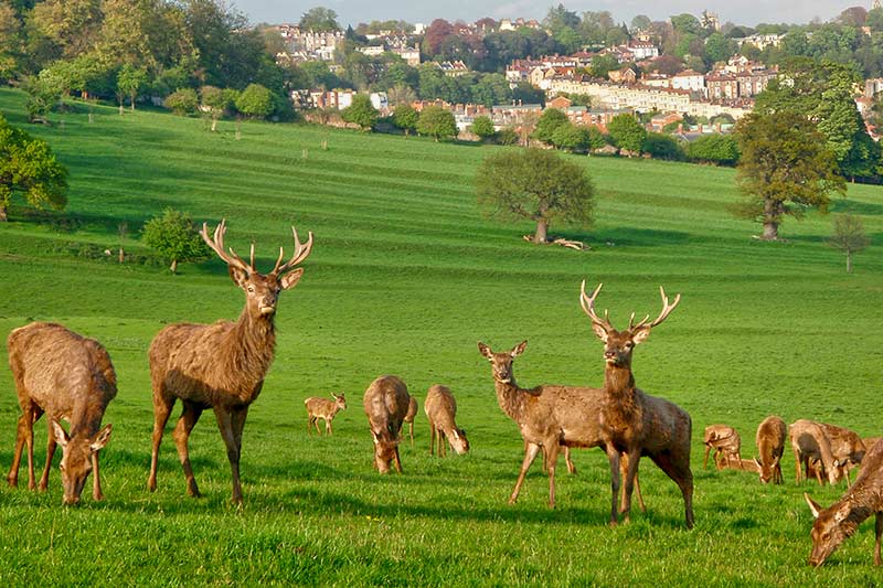 Ashton Court Country Park | Natureflip