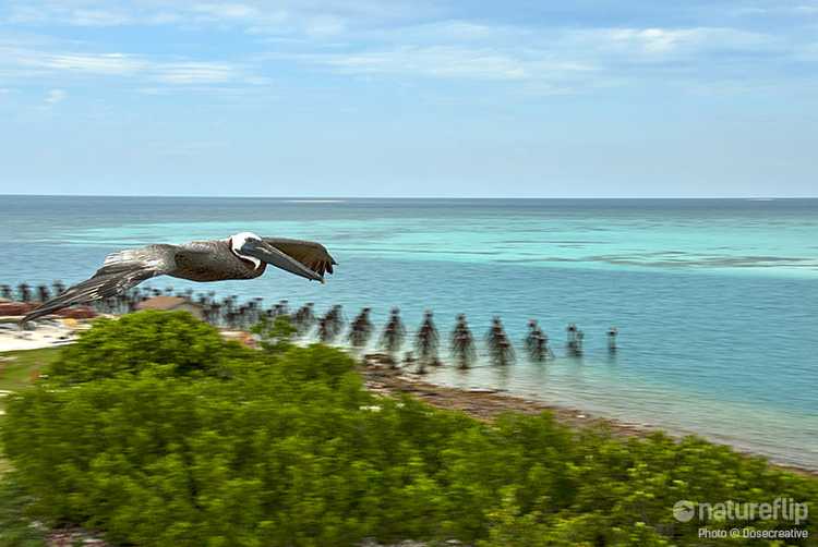 Go Bird Watching in Dry Tortugas National Park | Natureflip