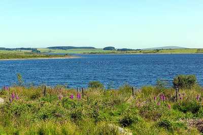 Colliford Lake | Natureflip
