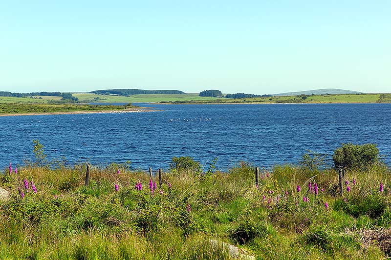 Colliford Lake | Natureflip
