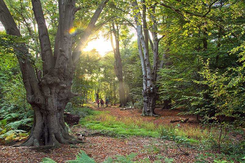 Epping Forest Natureflip Epping Forest Natureflip