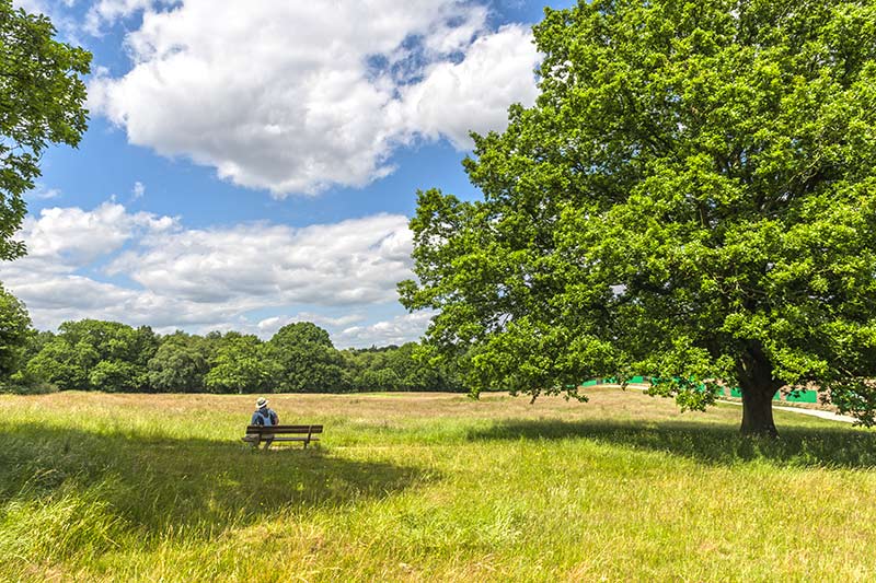 Hampstead Heath | Natureflip