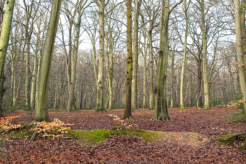 Burnham Beeches Nature Reserve | Natureflip