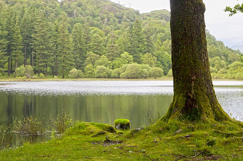 Yew Tree Tarn | Natureflip