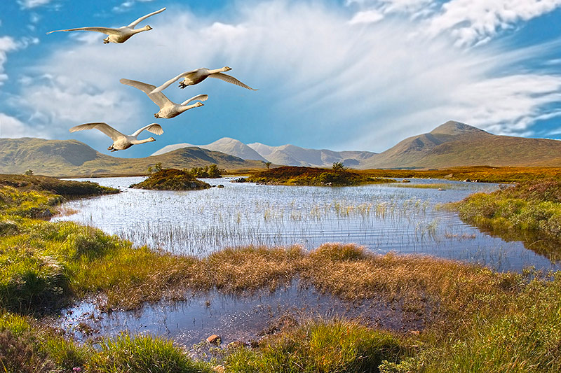 Rannoch Moor | Natureflip