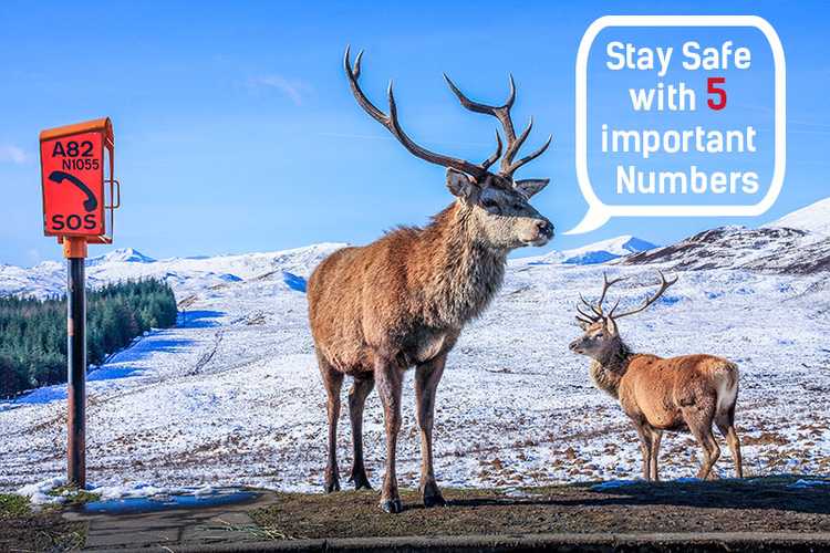 Wild Numbers Articles | Natureflip