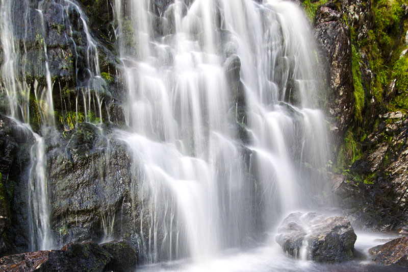 Moss Force | Natureflip