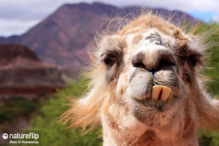 Llama Riding in UK? Try Exmoor National Park! | Natureflip