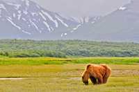 Katmai National Park and Preserve | Natureflip