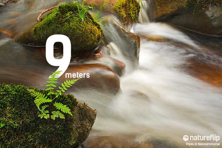 Wild Numbers Articles | Natureflip