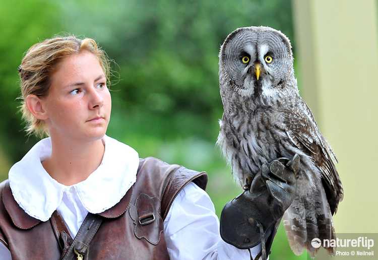 Visiting Falconeria Locarno in Switzerland | Natureflip